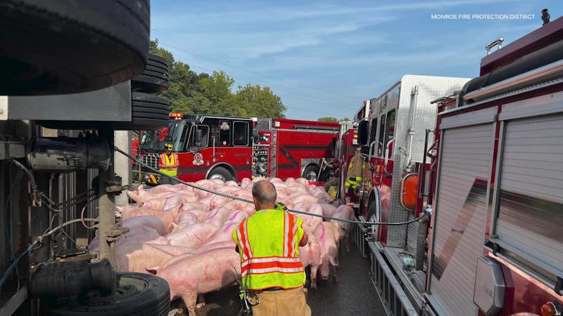 Nine pigs killed, no human injuries after crash on SR-37 - Indiana ...
