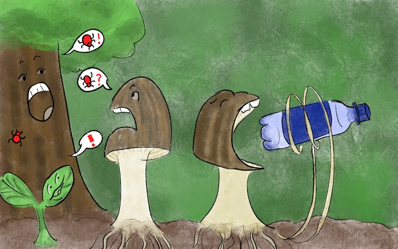 OPINION: Mushrooms are magical even if they’re not ‘magic’ - Indiana ...