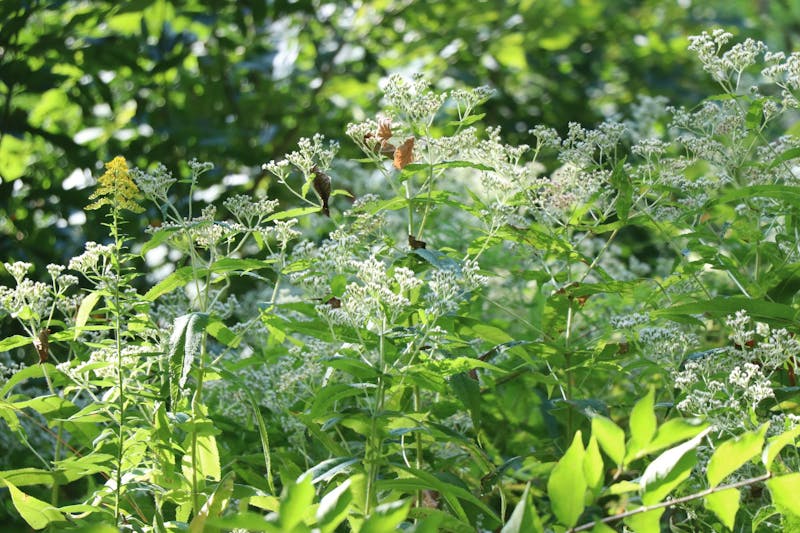 Who’s behind the fight to kill off Bloomington’s invasive plants ...