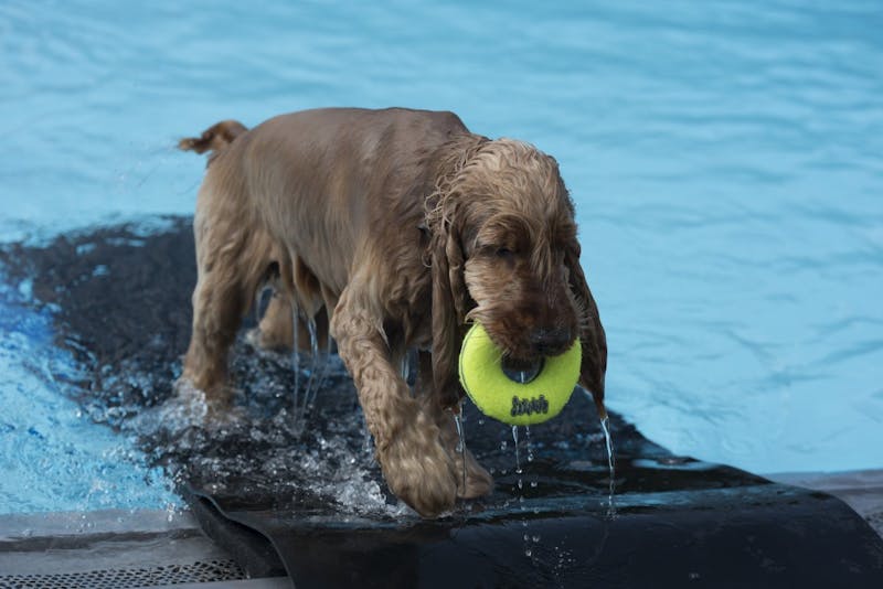 Drool in the Pool - Indiana Daily Student