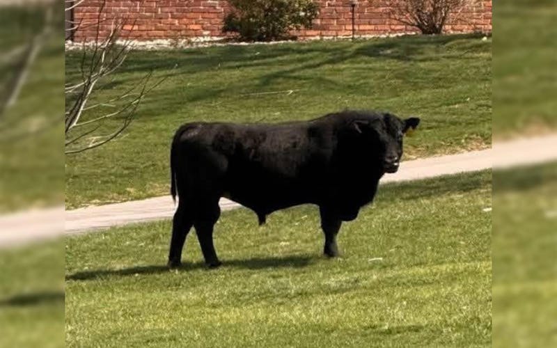 'Missing a Bull?': Escaped bovine brings pandemonium before capture ...