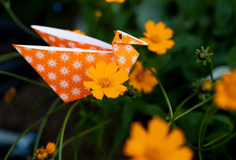 orange_swan_final.jpg - Indiana Daily Student