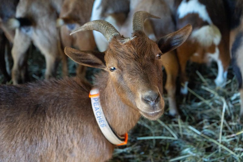 Meet Peaches: A third-generation goat living in luxury - Indiana Daily ...