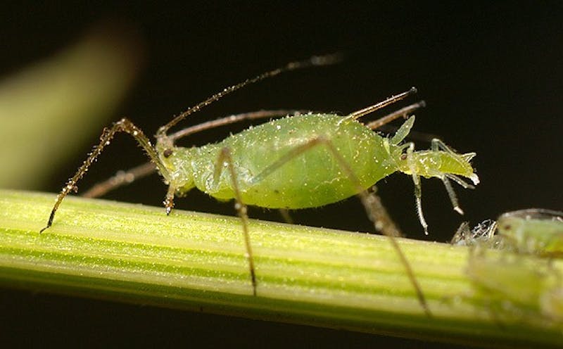 The aphid: the complex foe of all gardeners - The Johns Hopkins News-Letter