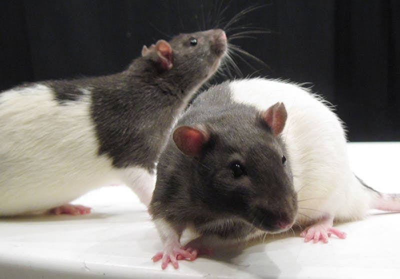 Low-calorie diet reverses type 2 diabetes in rats - The Johns Hopkins ...
