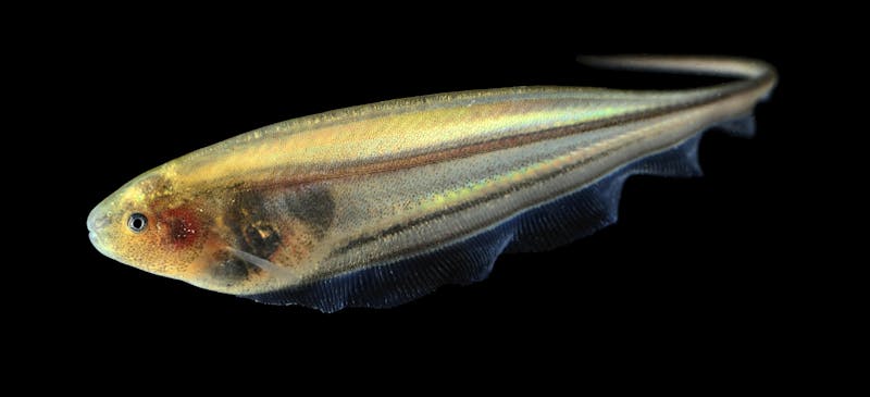 Hopkins lab proposes novel solution to the explore/exploit trade-off ...