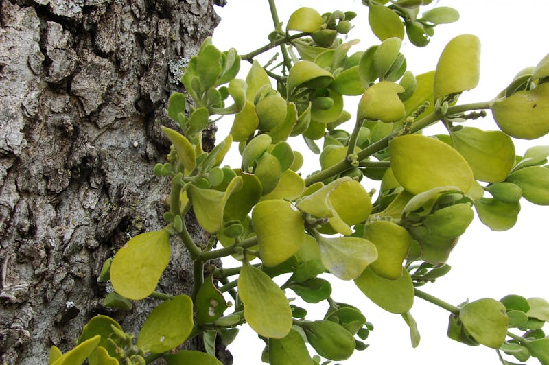 Hopkins researchers investigate mistletoe extract's impact on cancer ...