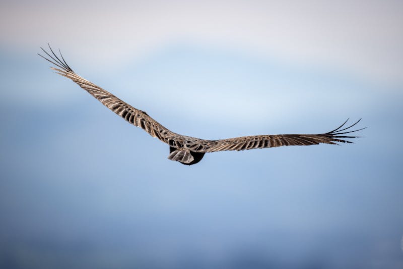 New insights into the evolution of flight - The Johns Hopkins News-Letter