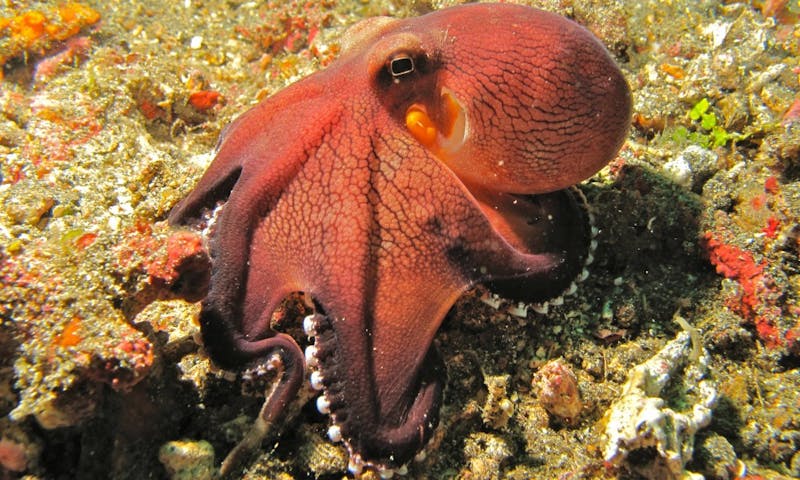 Octopuses and humans share serotonin receptors - The Johns Hopkins News ...