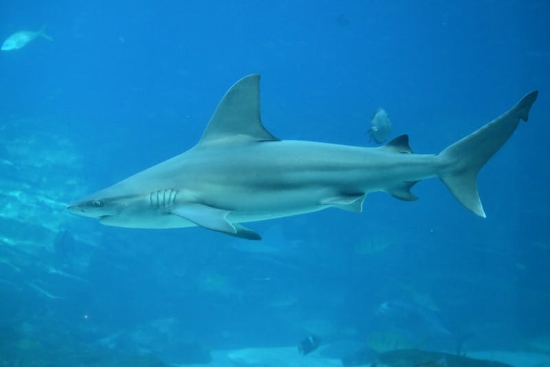 Sharks possess DNA-stabilizing genes - The Johns Hopkins News-Letter