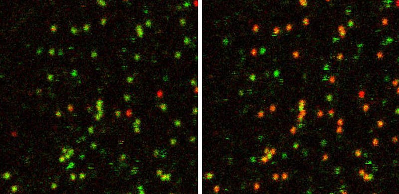 Investigating the machinery of gene expression, one molecule at a time ...