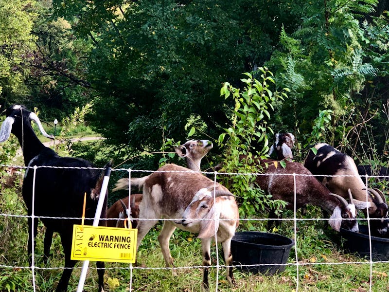 Goats or not, it behooves you to visit Wyman Park Dell - The Johns ...