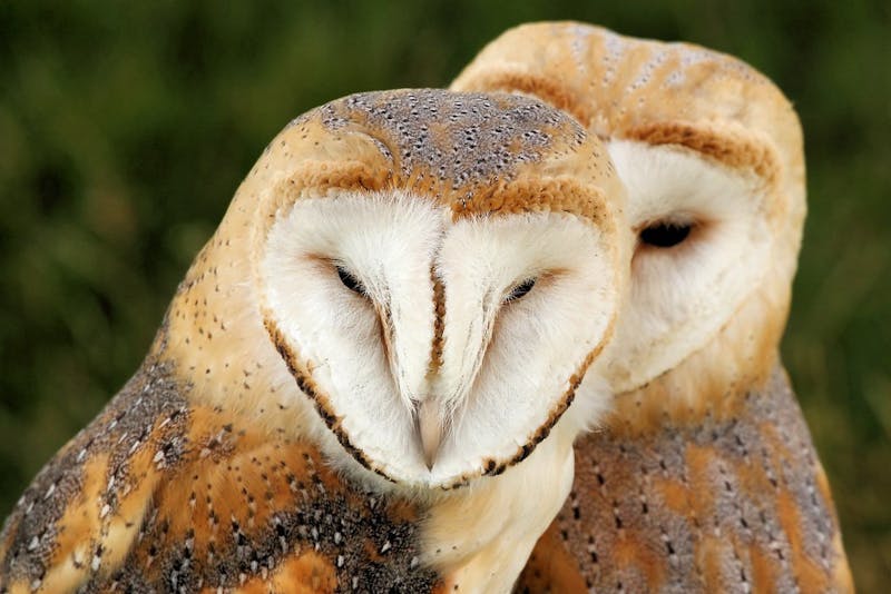 PETA files lawsuit against USDA for Hopkins barn owl lab - The Johns ...