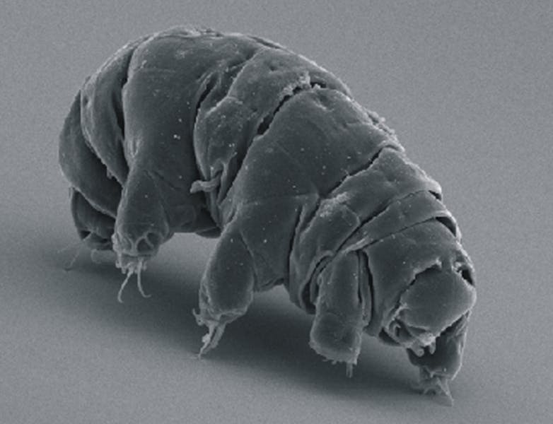 Genes help water bears survive harsh conditions - The Johns Hopkins ...