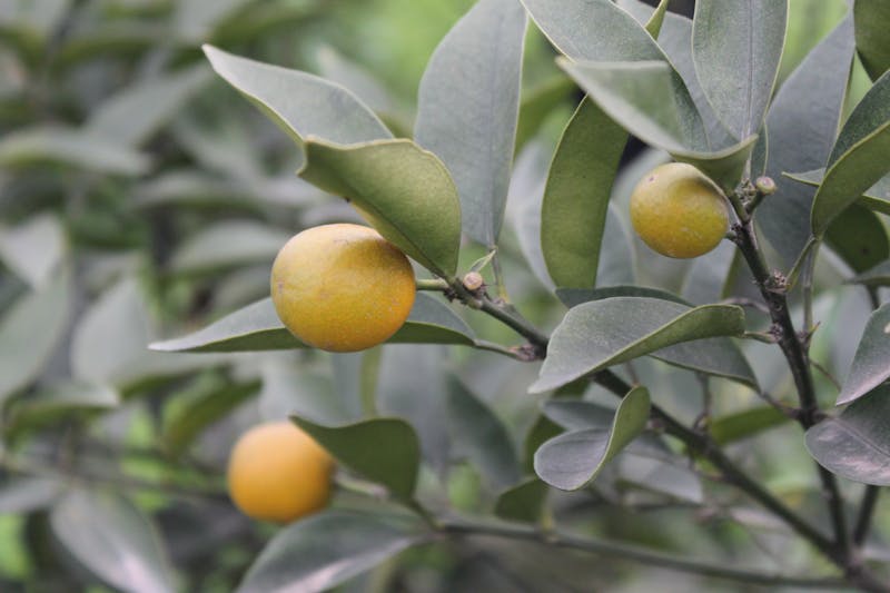 When Life Gives You Tangerines: A story of everything left unspoken ...