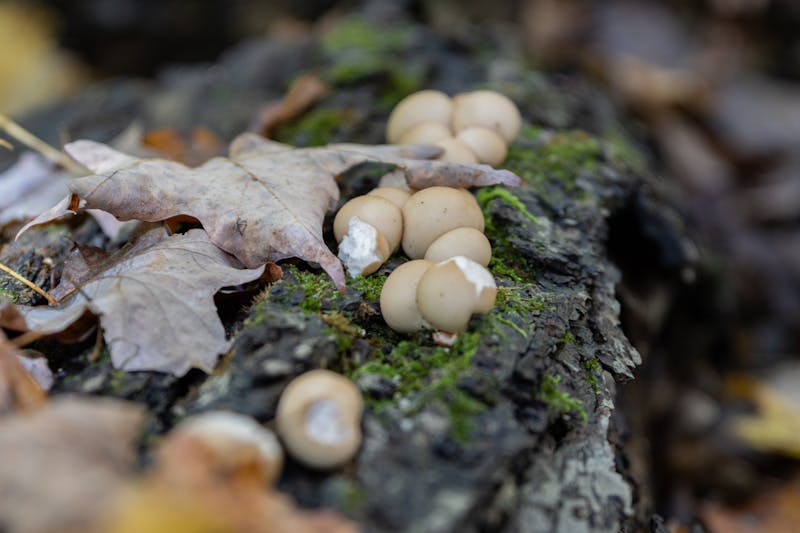 Fall Fungi Festival puts ‘fun’ in fungus - The Post