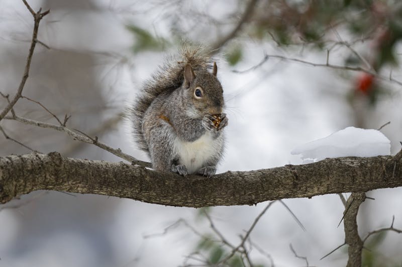 County wildlife diversifies during winter months - The Post