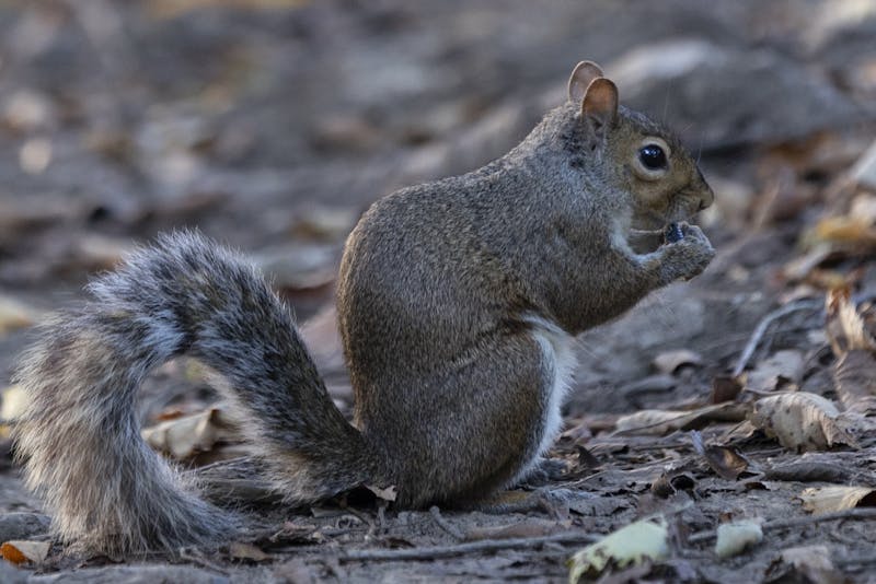 Q&A with Steve the Squirrel - The Post