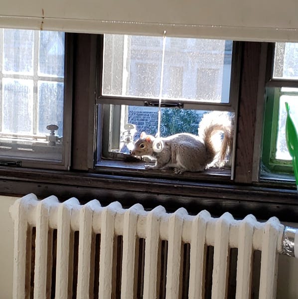 Students reflect on increase in animal dorm invasions - The Princetonian