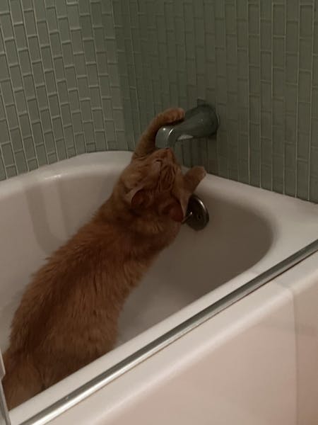 Wren_Water.jpeg - The Princetonian