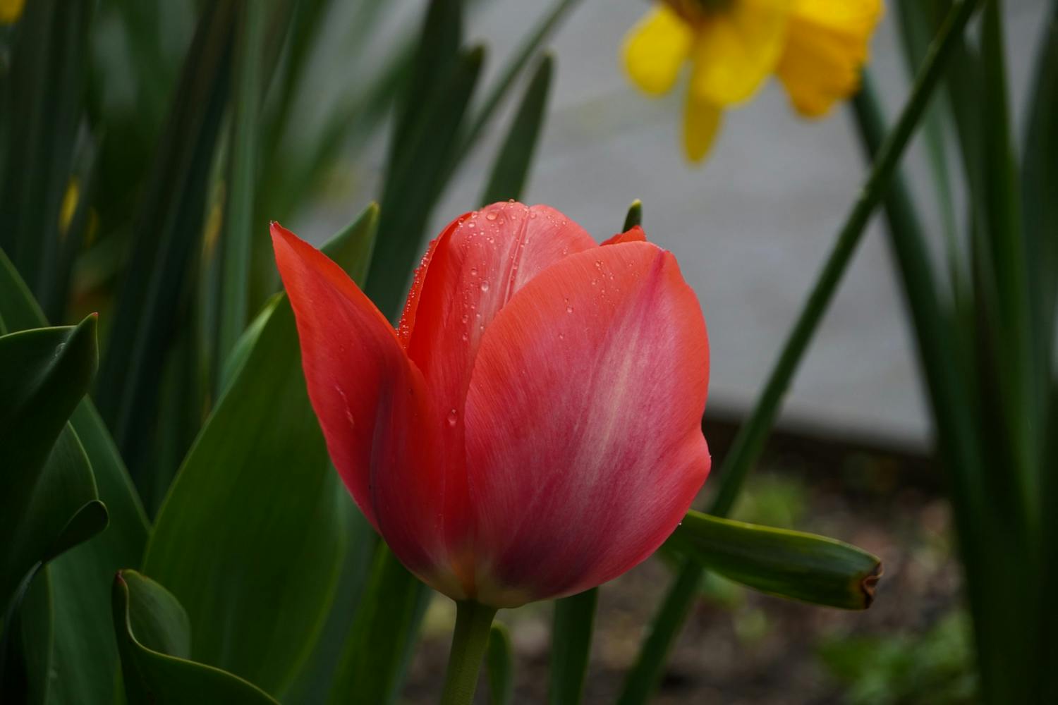 This Week in Photos: Blossoming spring - The Princetonian