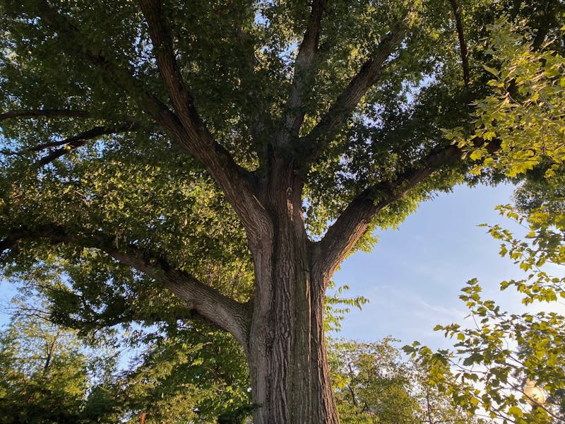One tree over a changing campus - The Princetonian