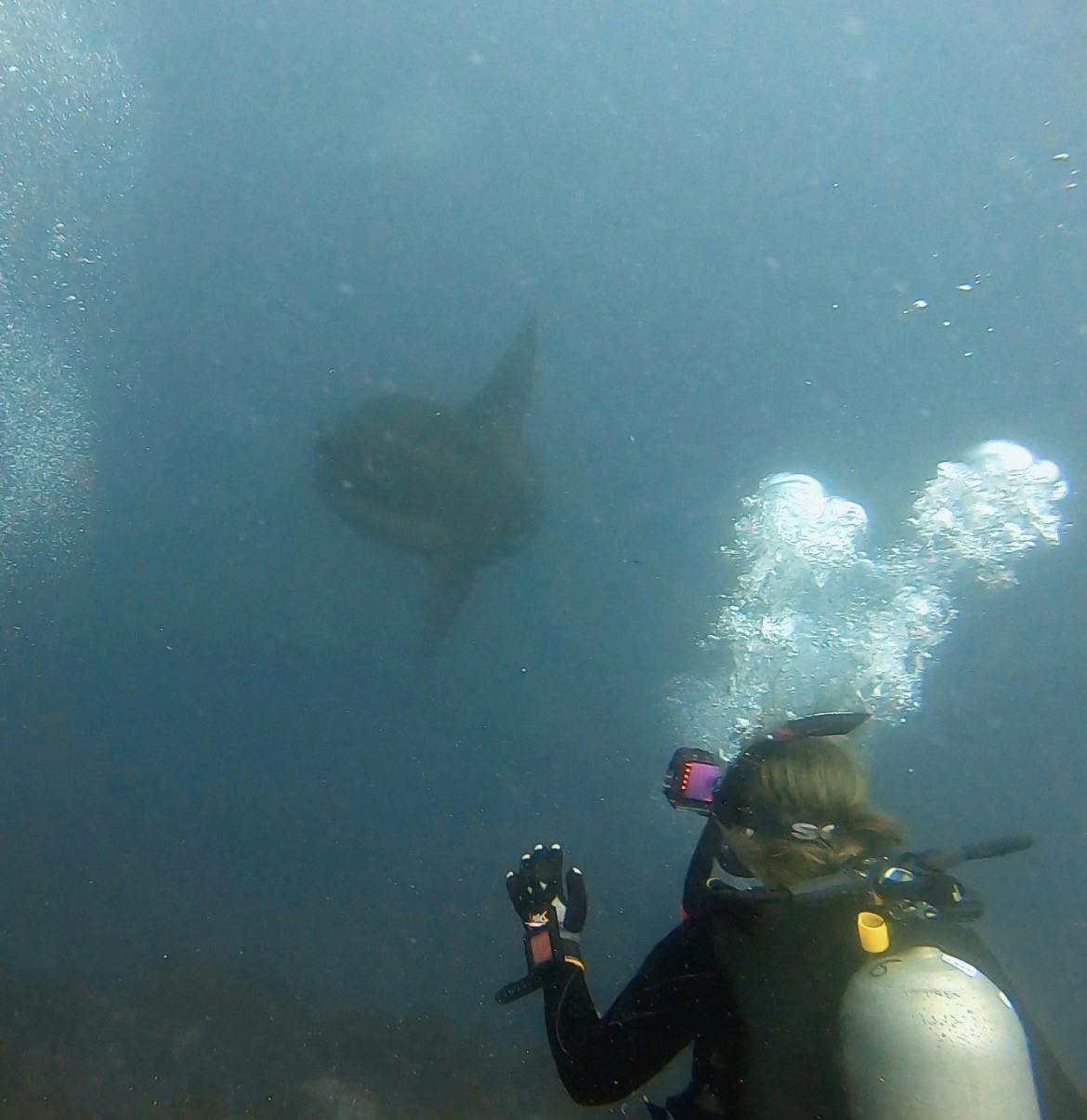 ‘Out of this world’: Scuba LPAP explores the love of the dive - The ...