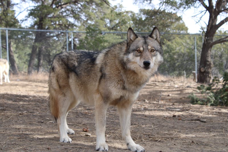 Western New Mexico wolf sanctuary fundraises to absorb Colorado ...