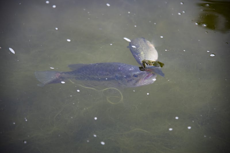PHOTOSTORY: Duck pond comes alive - The Daily Lobo