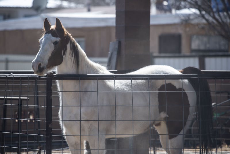 The Bill Pickett Invitational Rodeo - The Daily Lobo