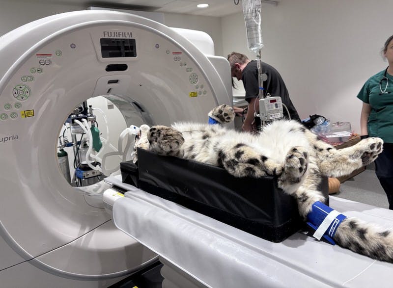 New BioPark CT scanner progresses animal care - The Daily Lobo