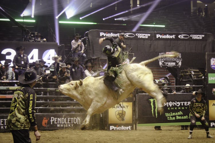 Bull Riding Stampedes Into The Pit The Daily Lobo