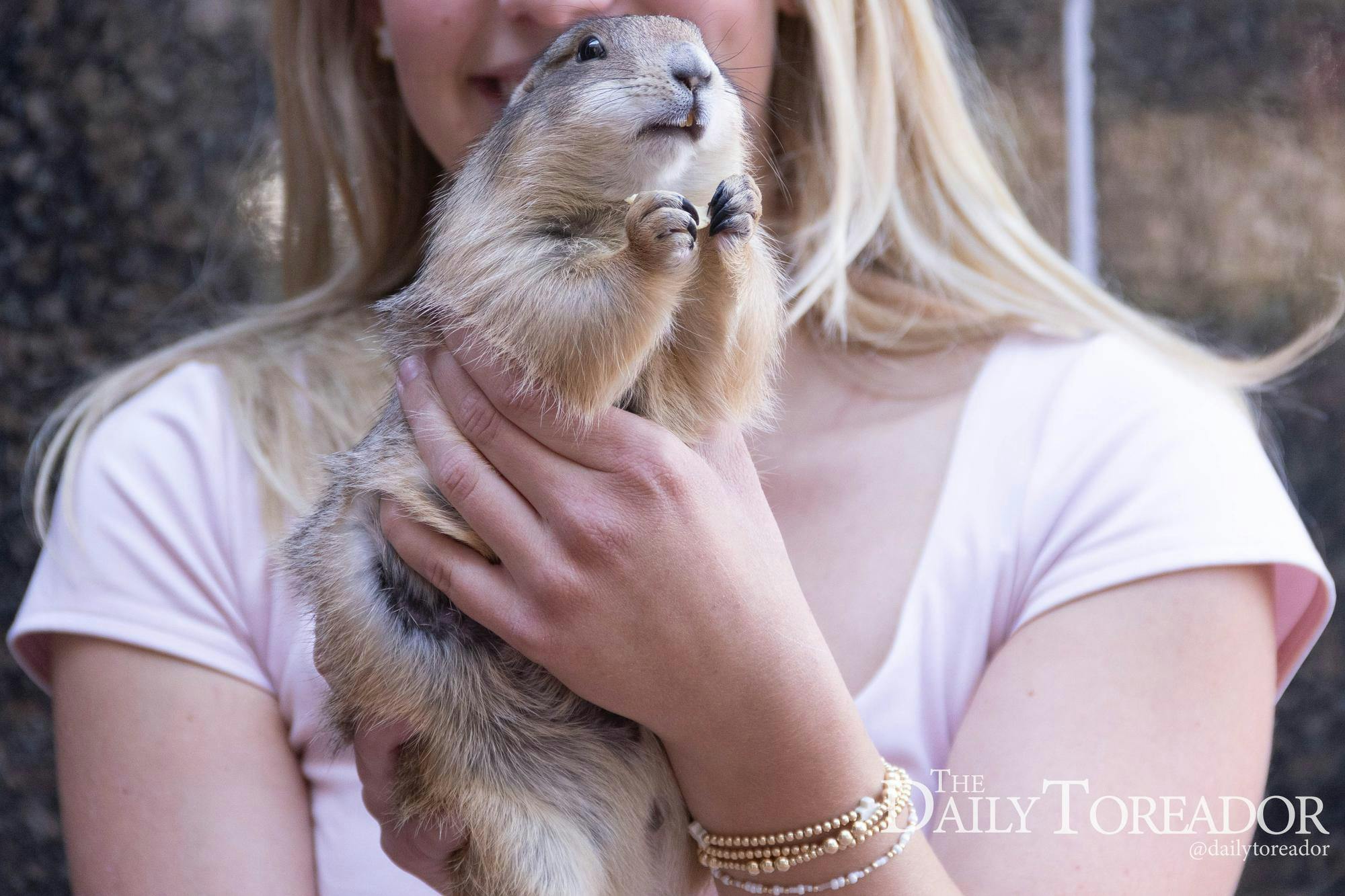 Tucker tests Thaxton’s animal science skills - The Daily Toreador
