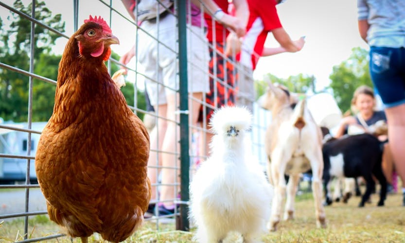 Ingham County Fair 8/5/17 - The State News