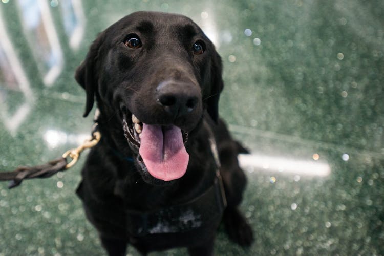 MSUPD Vapor Wake dogs - The State News