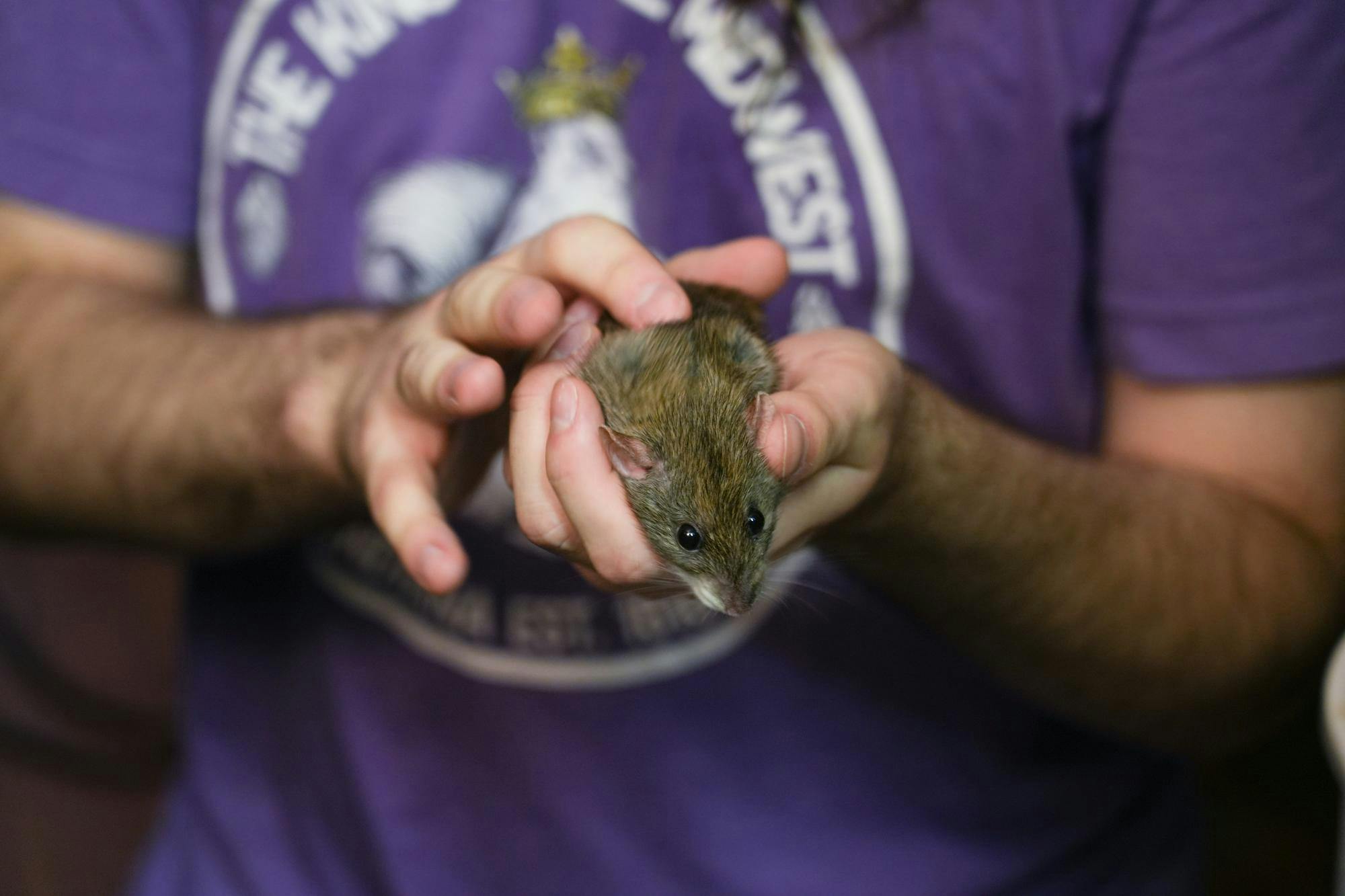 Ben Pluta Rats-2.jpg - The State News