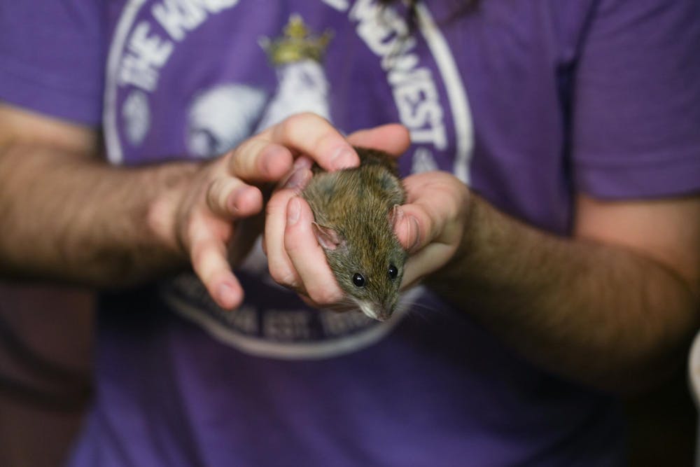 Ben Pluta Rats-2.jpg - The State News