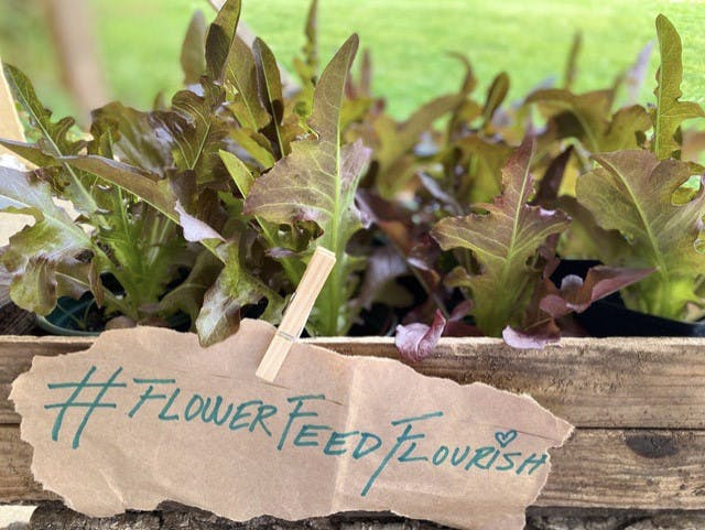 Alumna Lucia Ravens combats food insecurity through art, social media ...