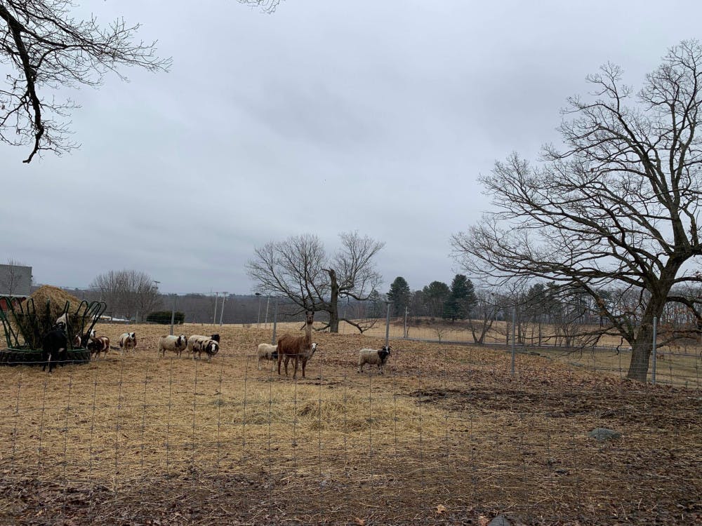Cummings School Farm teaches students hands-on animal care, provides ...