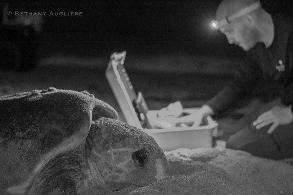 Justin Perrault and sea turtle - The Independent Florida Alligator