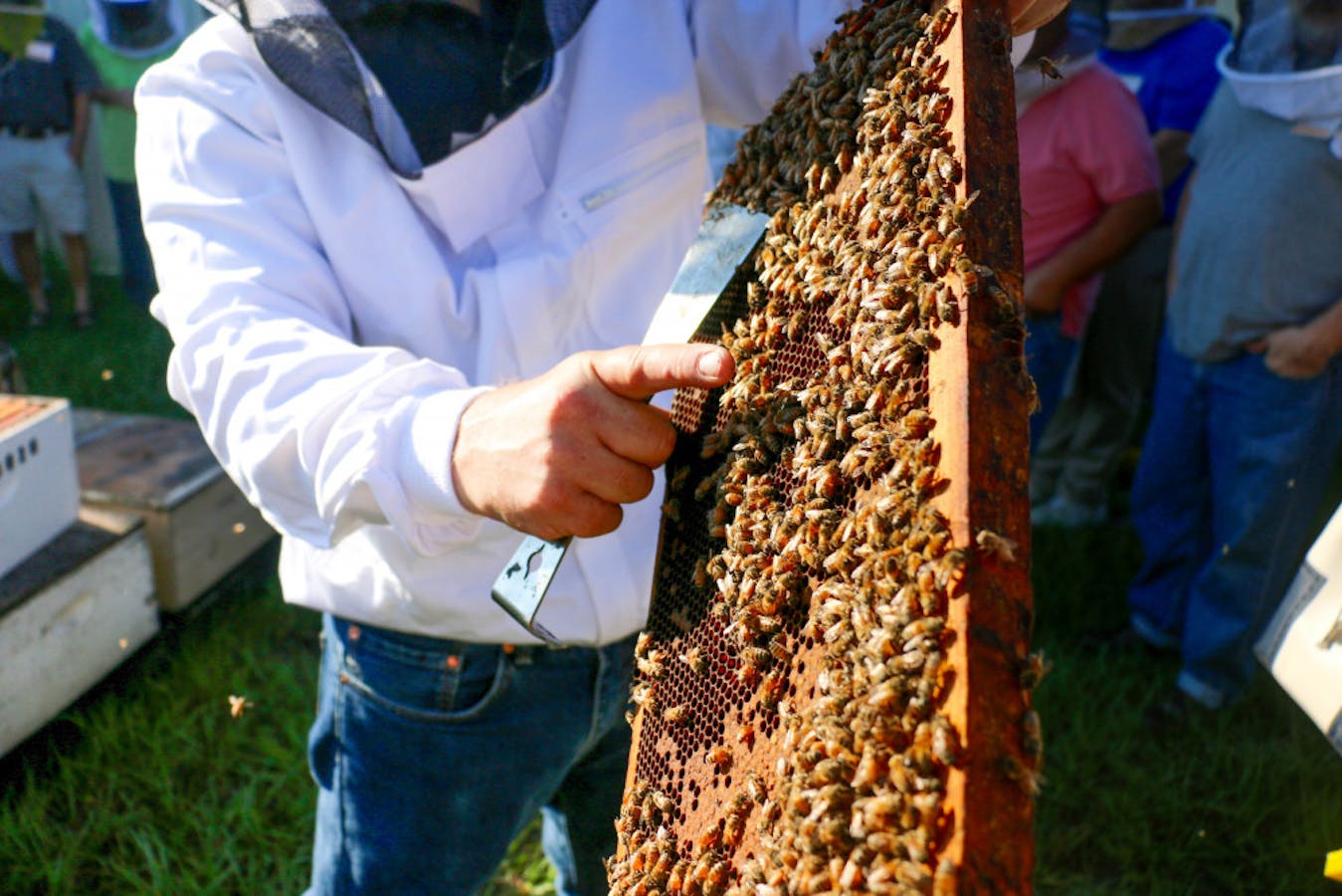 Bee College sees a swarm - The Independent Florida Alligator