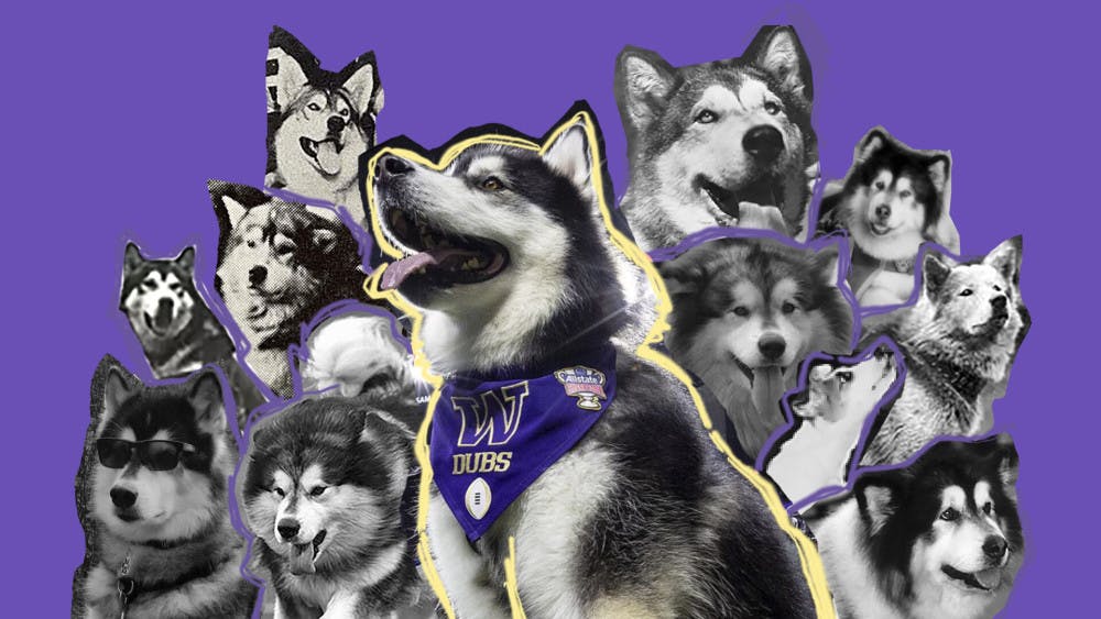 Meet the real dawgs: a history of UW live mascots - The Daily