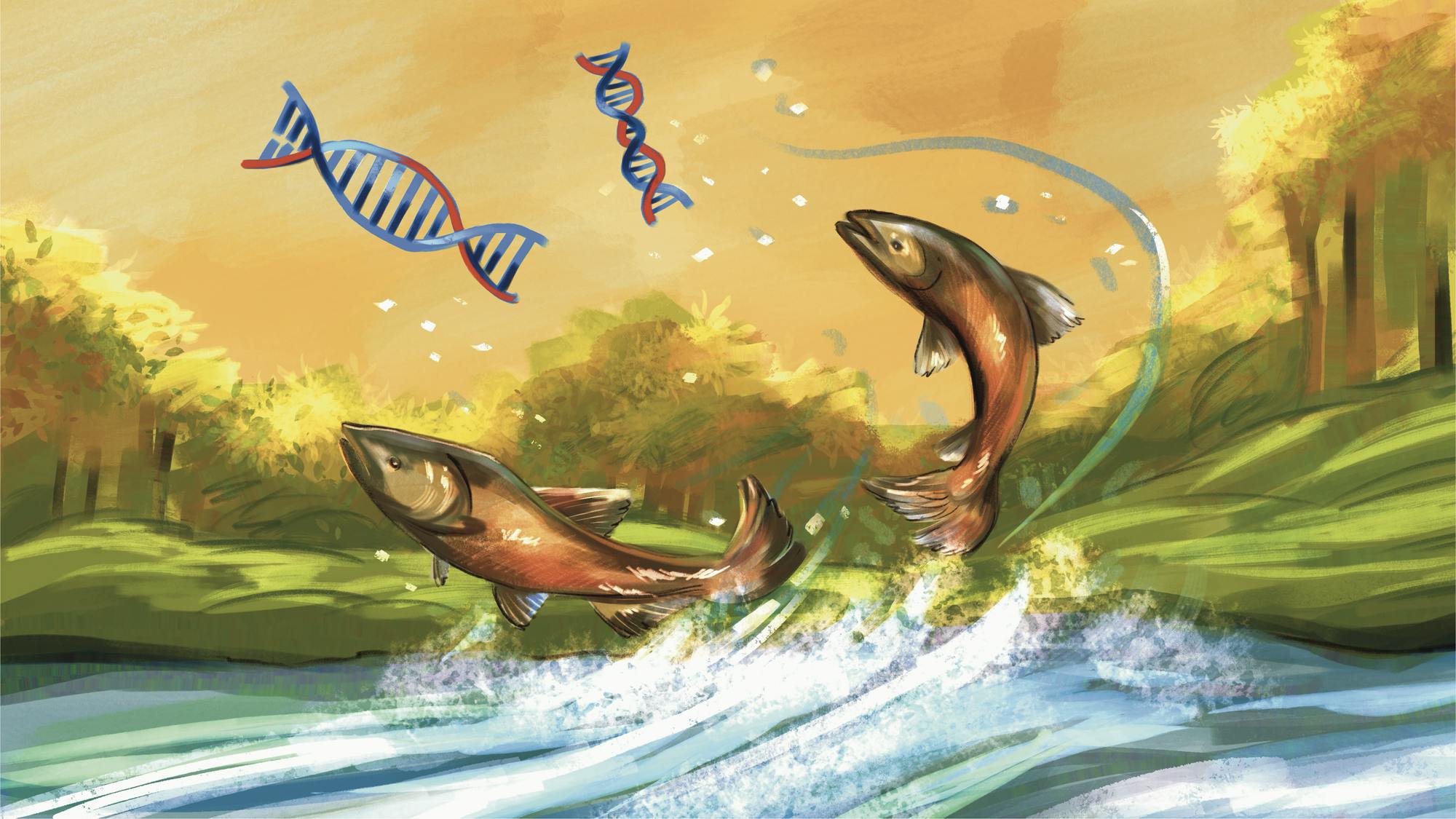 UW researchers track salmon migration patterns through airborne ...