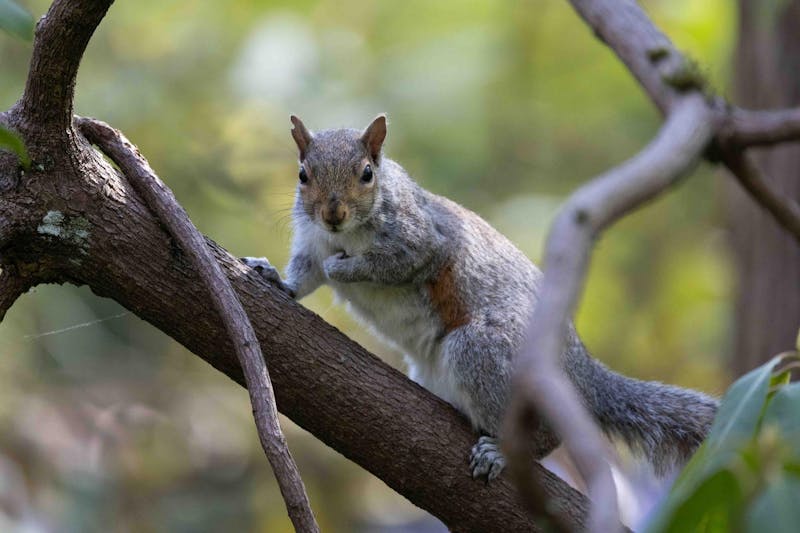 The Daily - The Daily