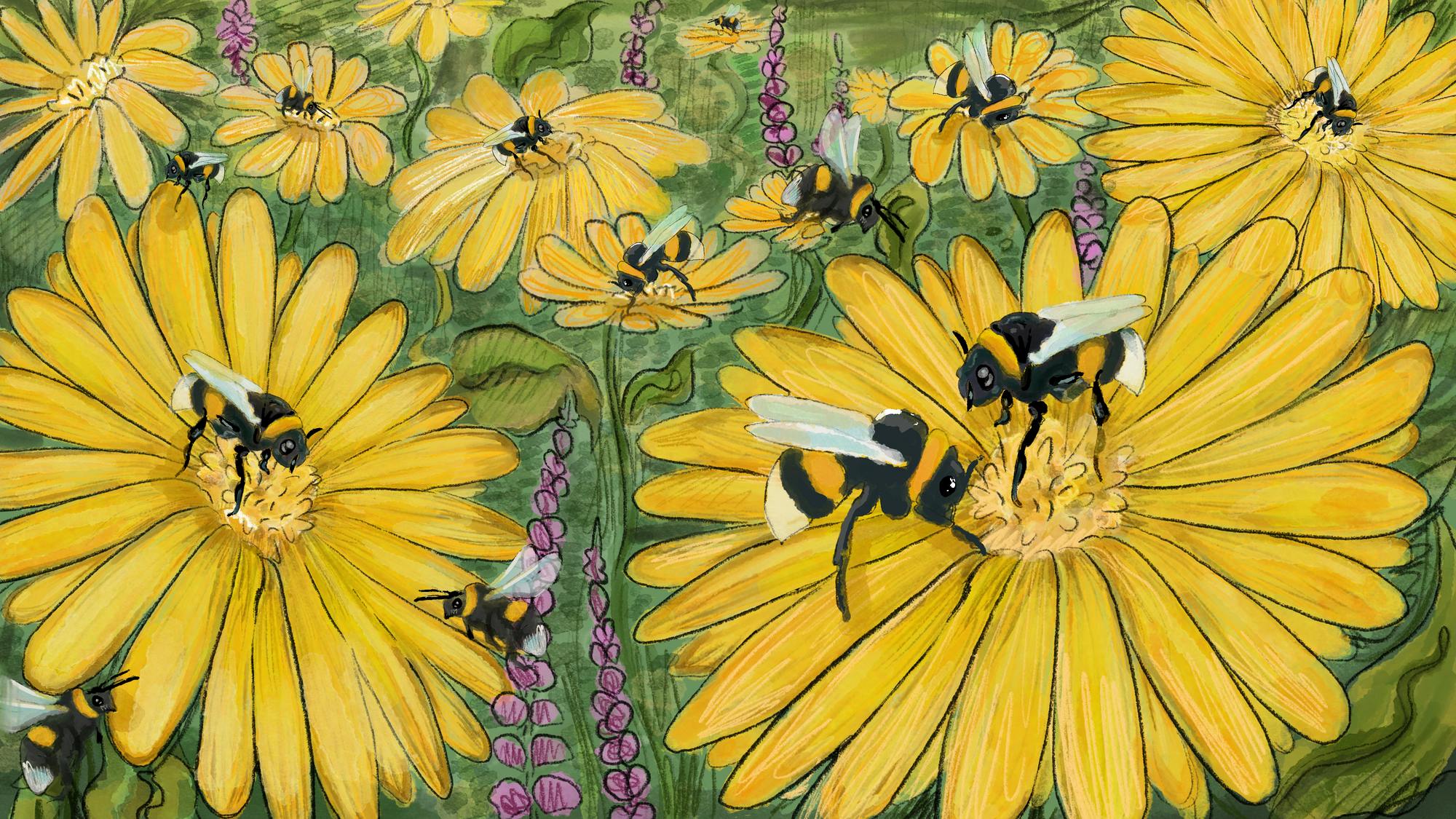 Study in Nepal shows vital link between insect pollinators and ...