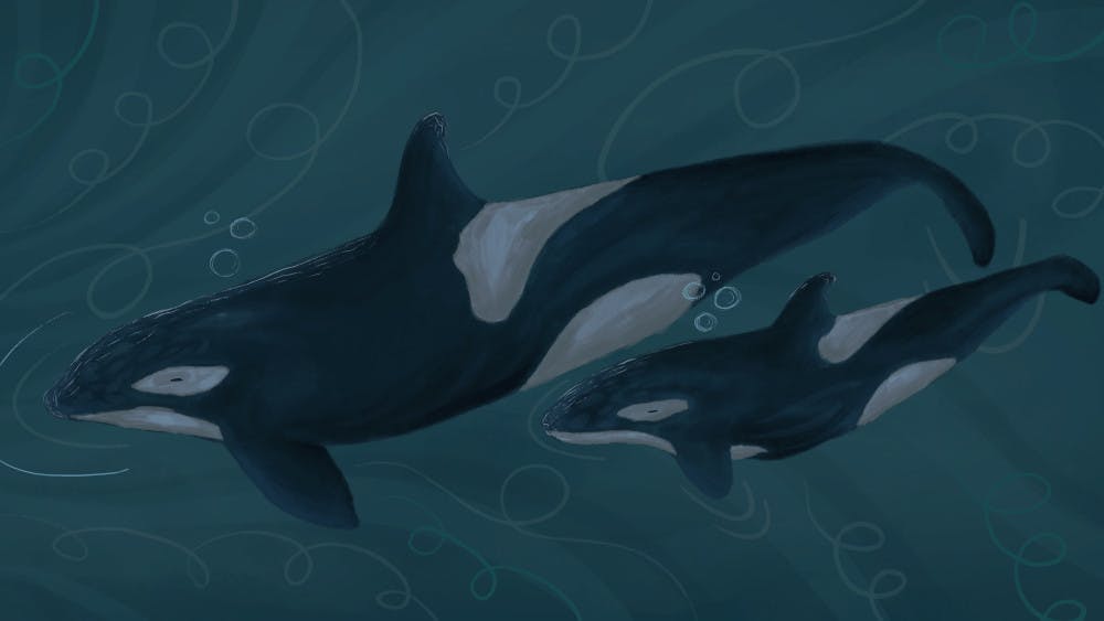 Southern Resident orca population welcomes new female calf - The Daily