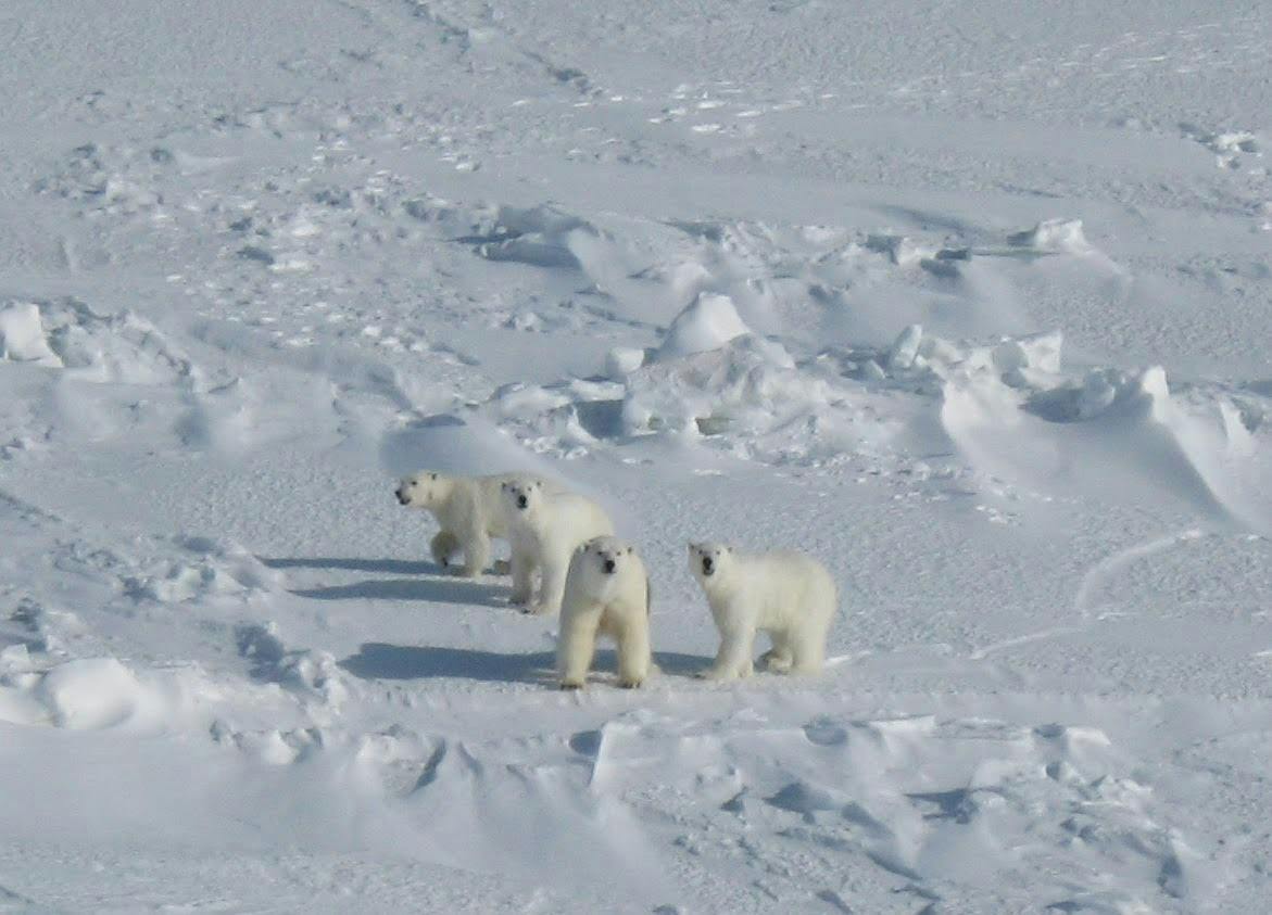 New study reveals hemoglobin A1C is a biomarker of denning in polar ...