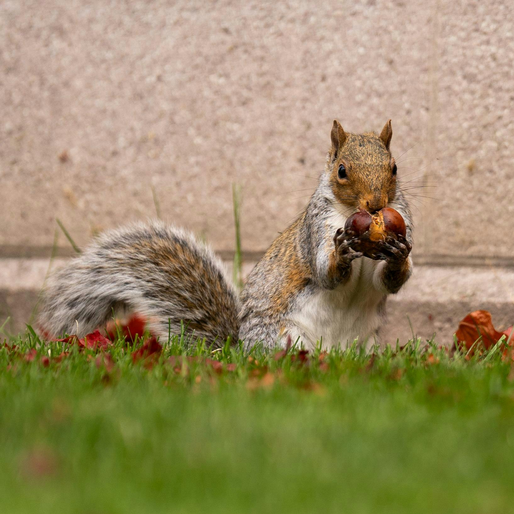 Squirrels: UW’s fluffiest campus celebrities - The Daily