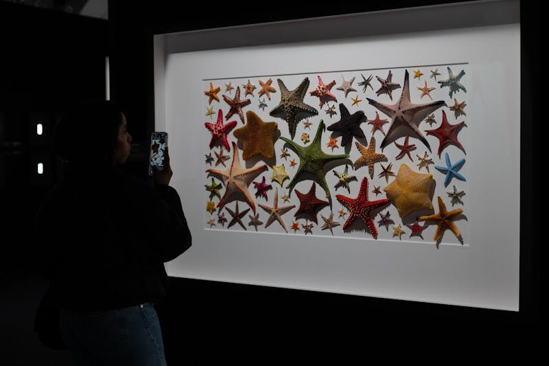 Christopher Marley brings art to life by putting life into art in ...