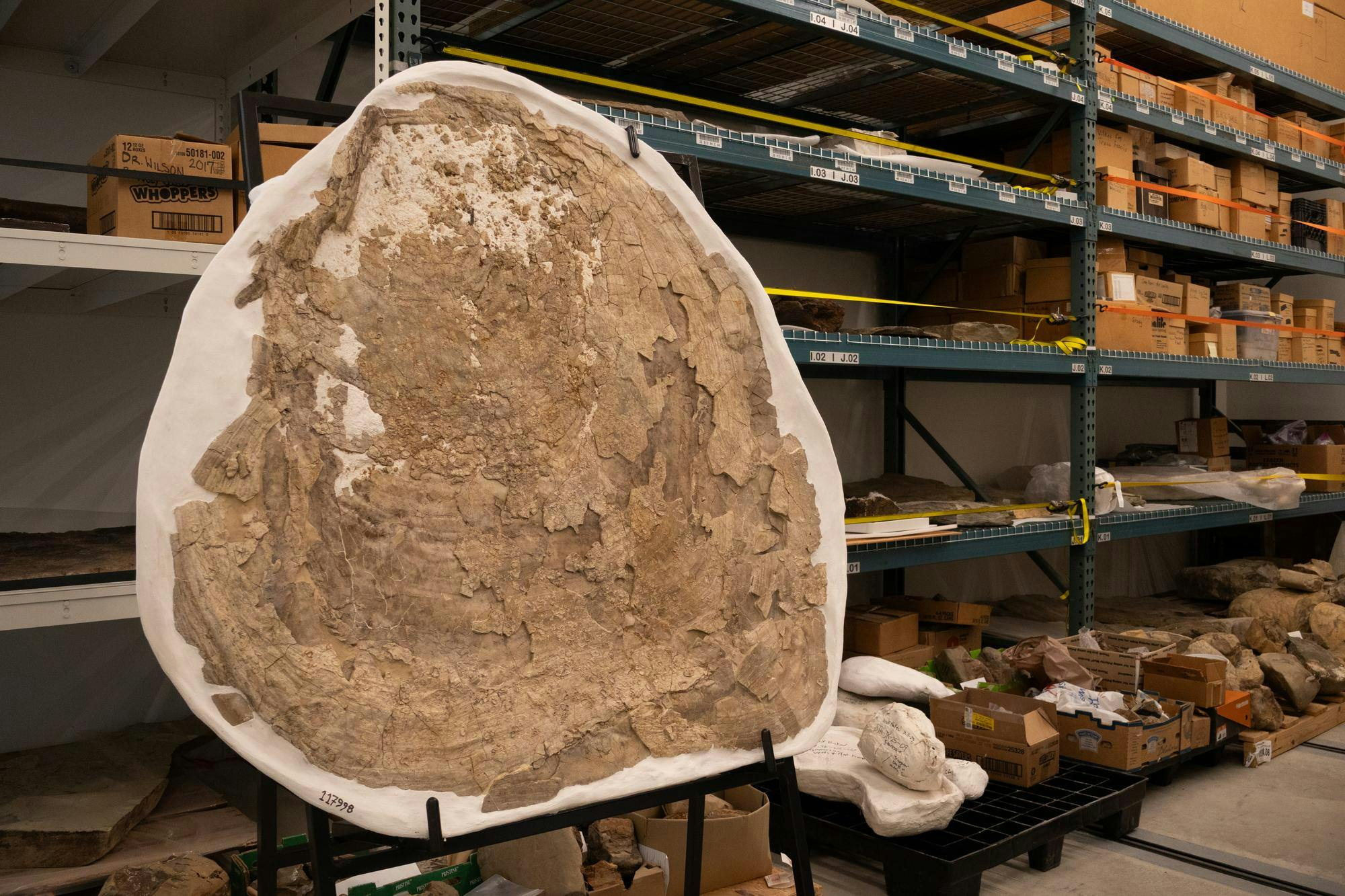 Burke Museum introduces a clam-tastic new addition to its fossil ...